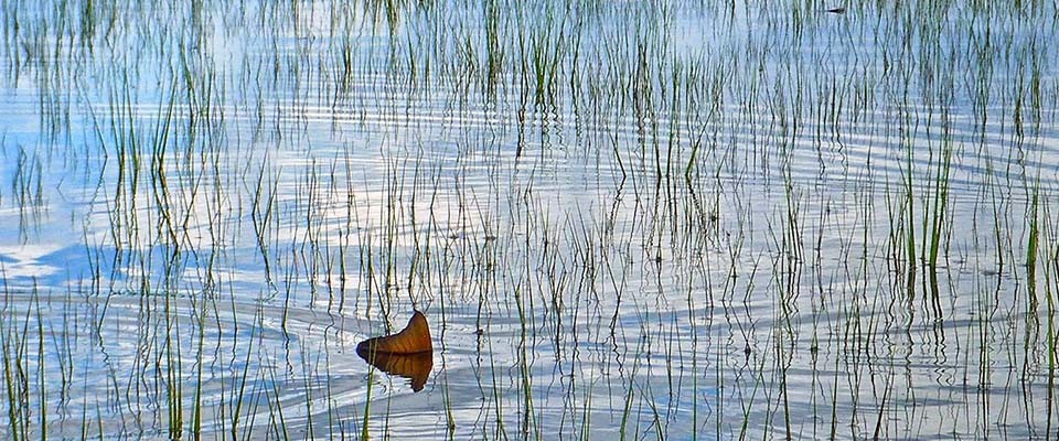Tailing Redfish – Fly Fish Rockport