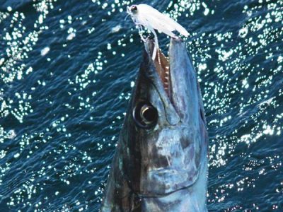 King Mackerel – Fly Fish Rockport