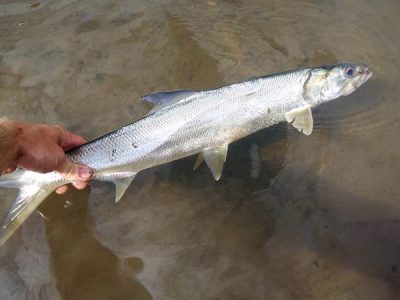Ladyfish – Fly Fish Rockport