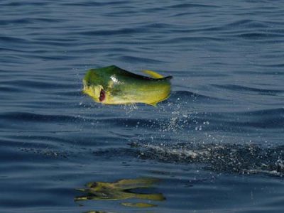 Mahi Mahi – Fly Fish Rockport
